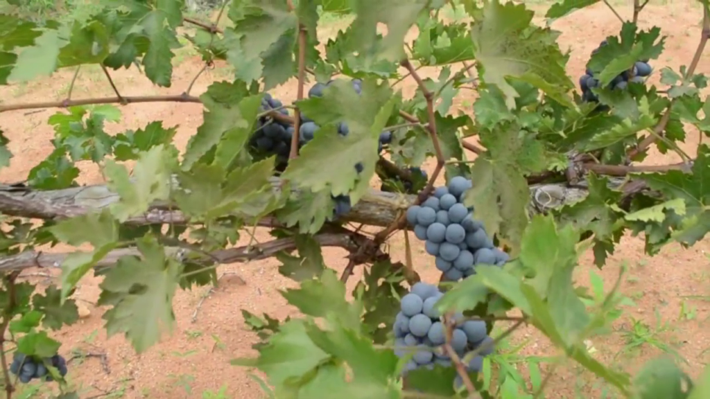 Dodoma FM - Ipo kwa ajili yako