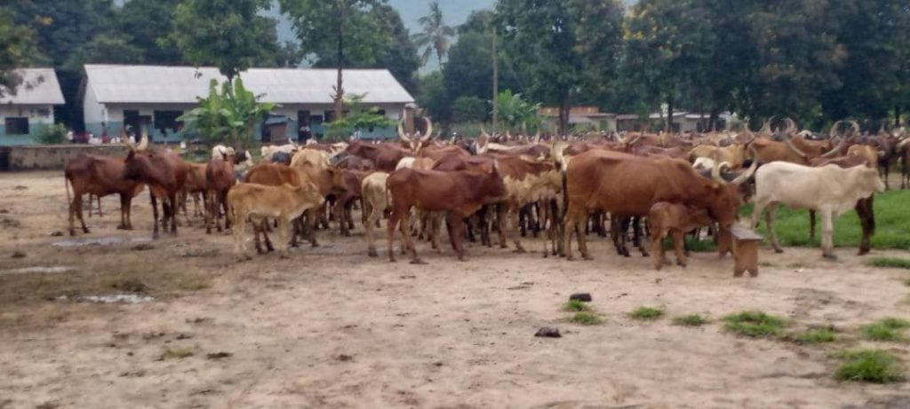 Pambazuko FM Radio - Redio ya watu