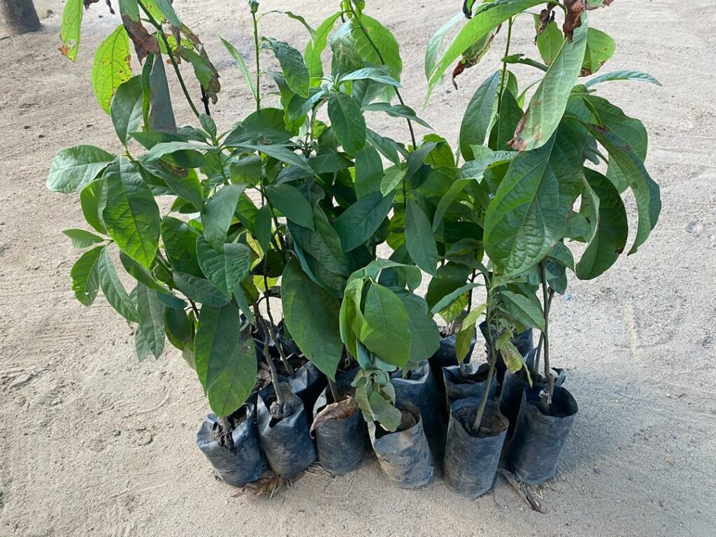 Pambazuko FM Radio - Redio ya watu