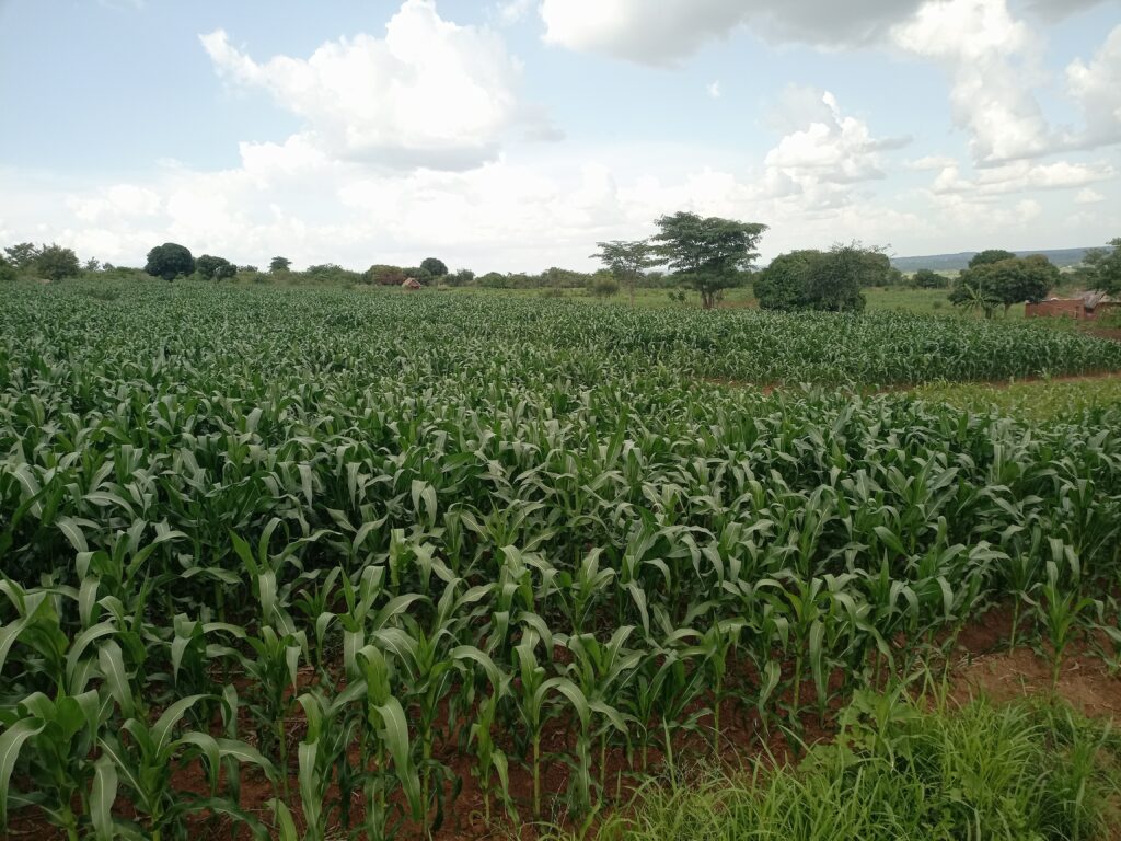 Uyui FM - Radio yetu sauti yetu